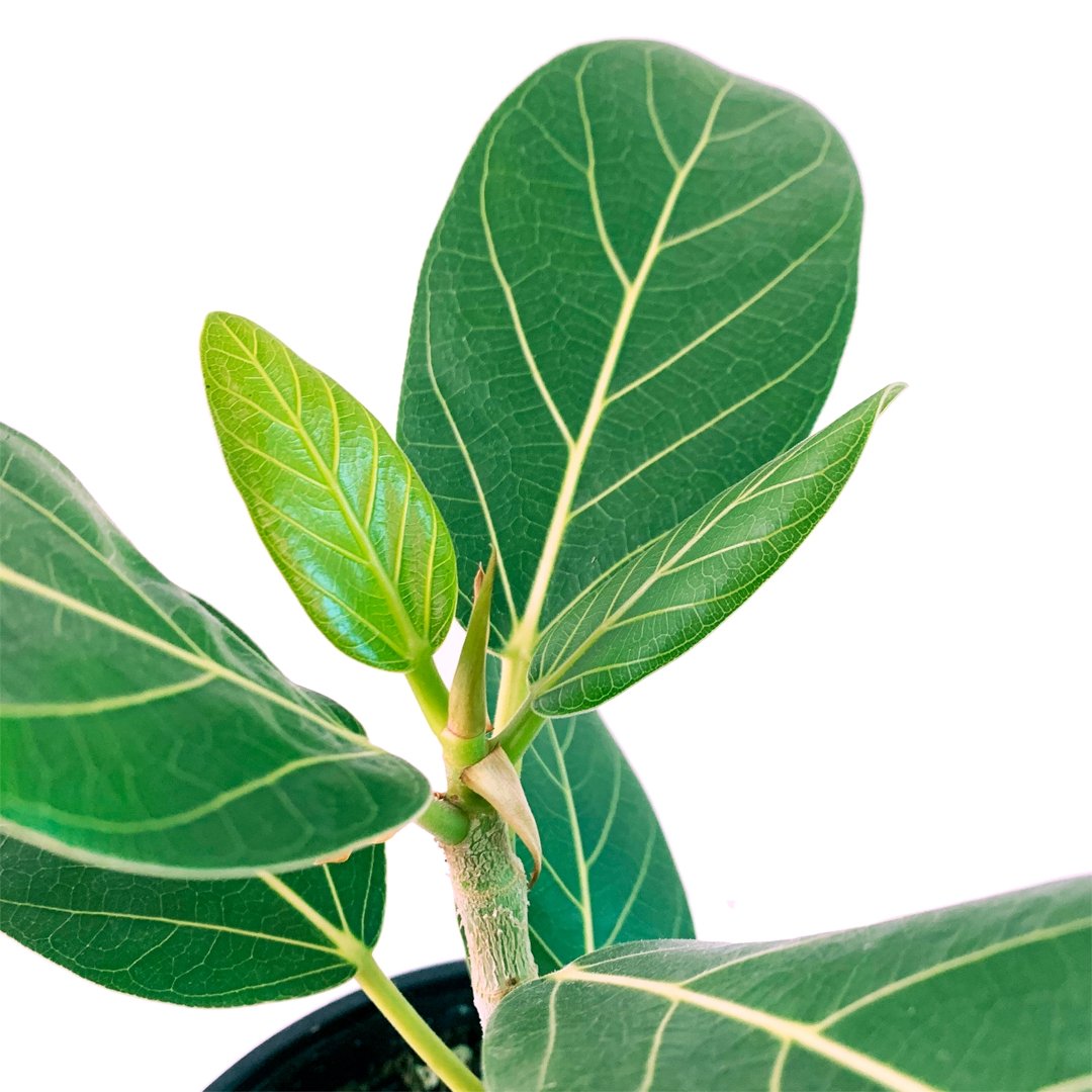 Ficus Audrey Care | My Jungle Home