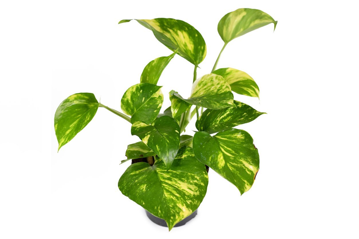 Golden Pothos Plant Care | My Jungle Home