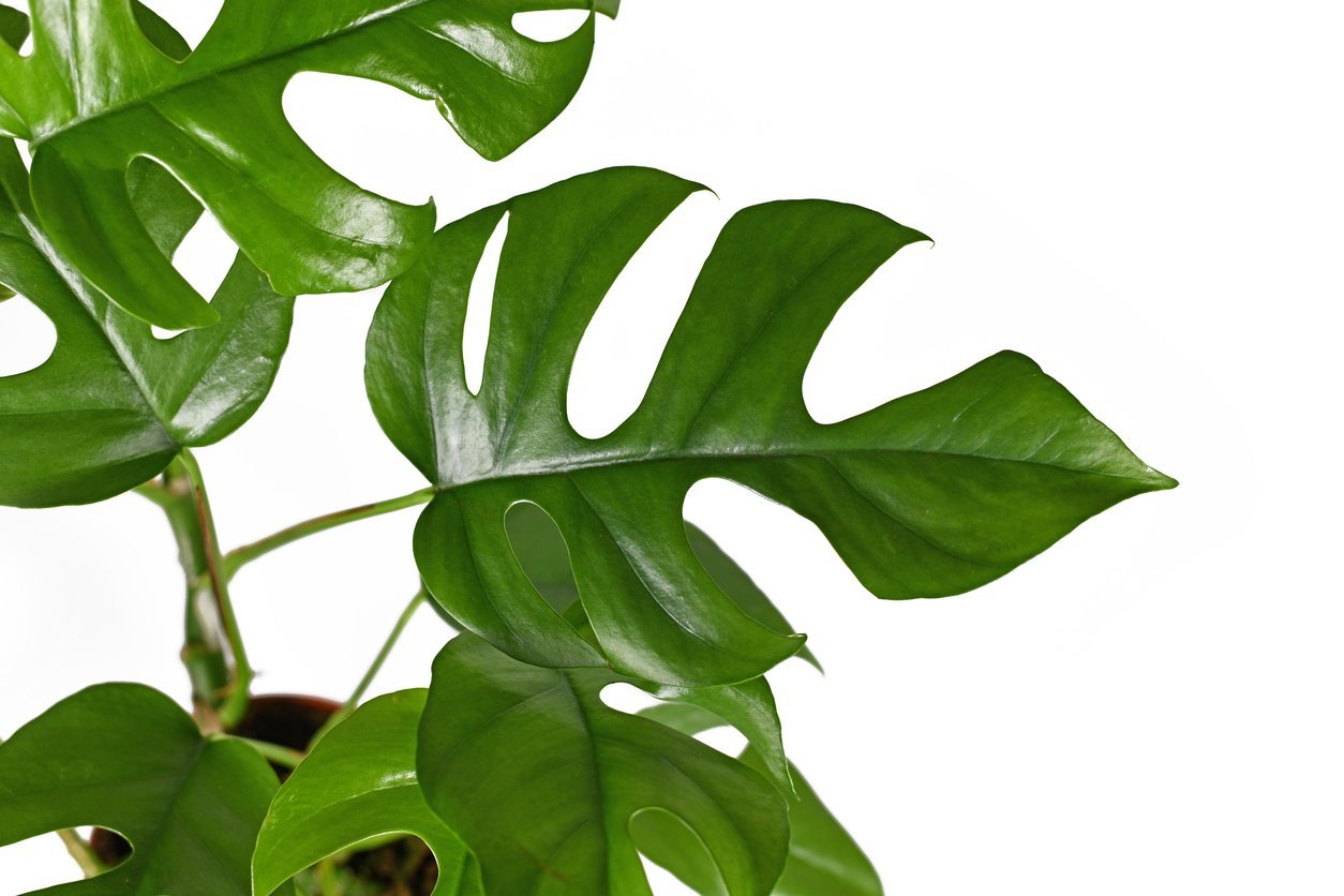 Rhaphidophora Tetrasperma Plant Care | My Jungle Home