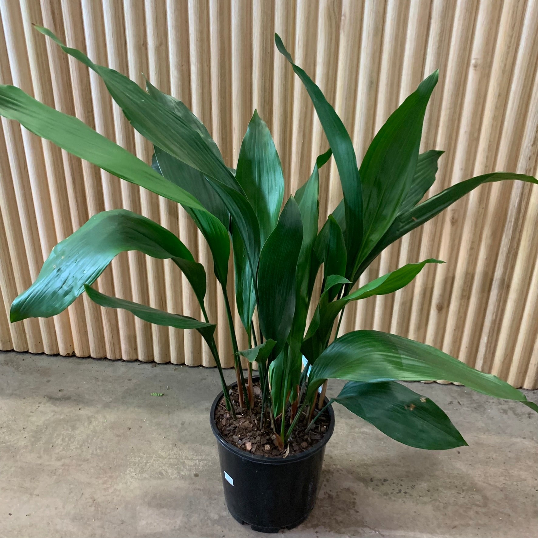 Buy Aspidistra elatior ‘Cast Iron’ 20cm Pot| My Jungle Home
