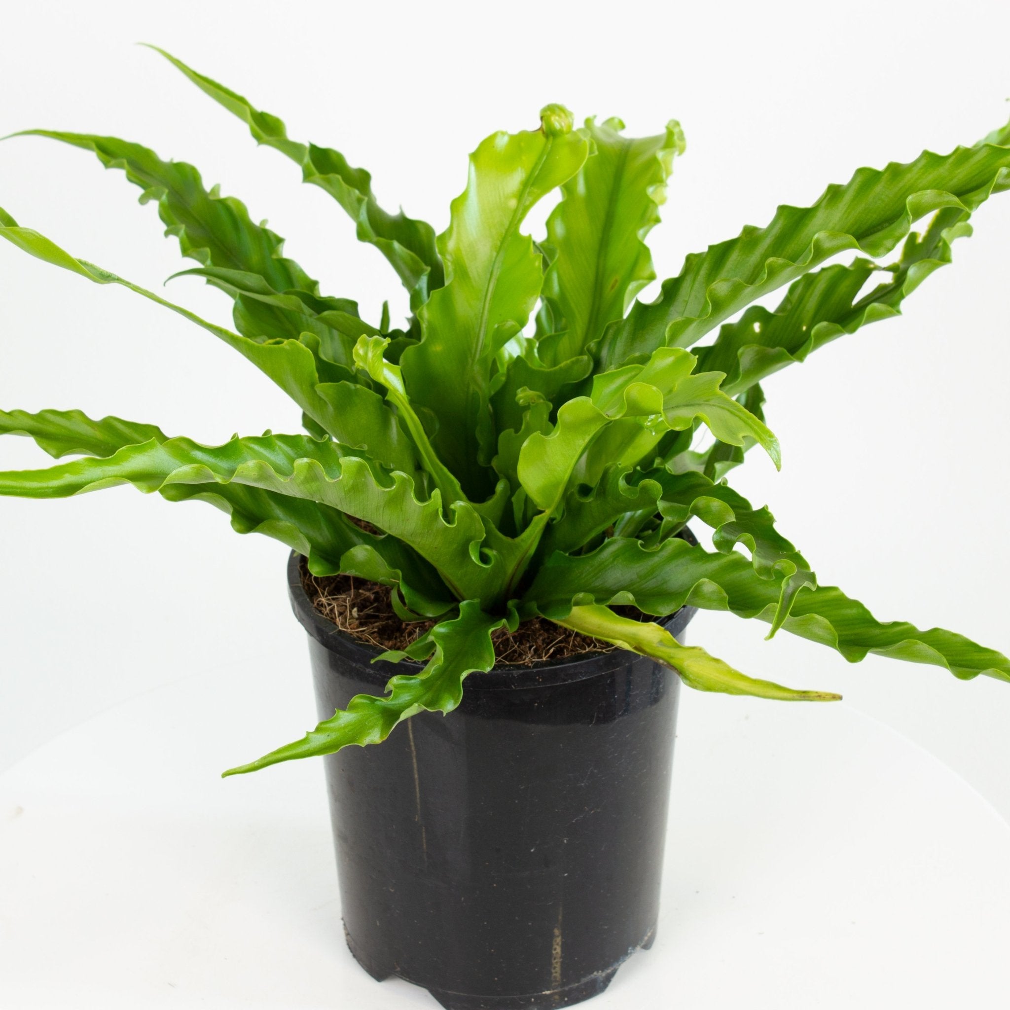 Buy Asplenium nidus "Leslie” 14cm, Indoor Plant | My Jungle Home