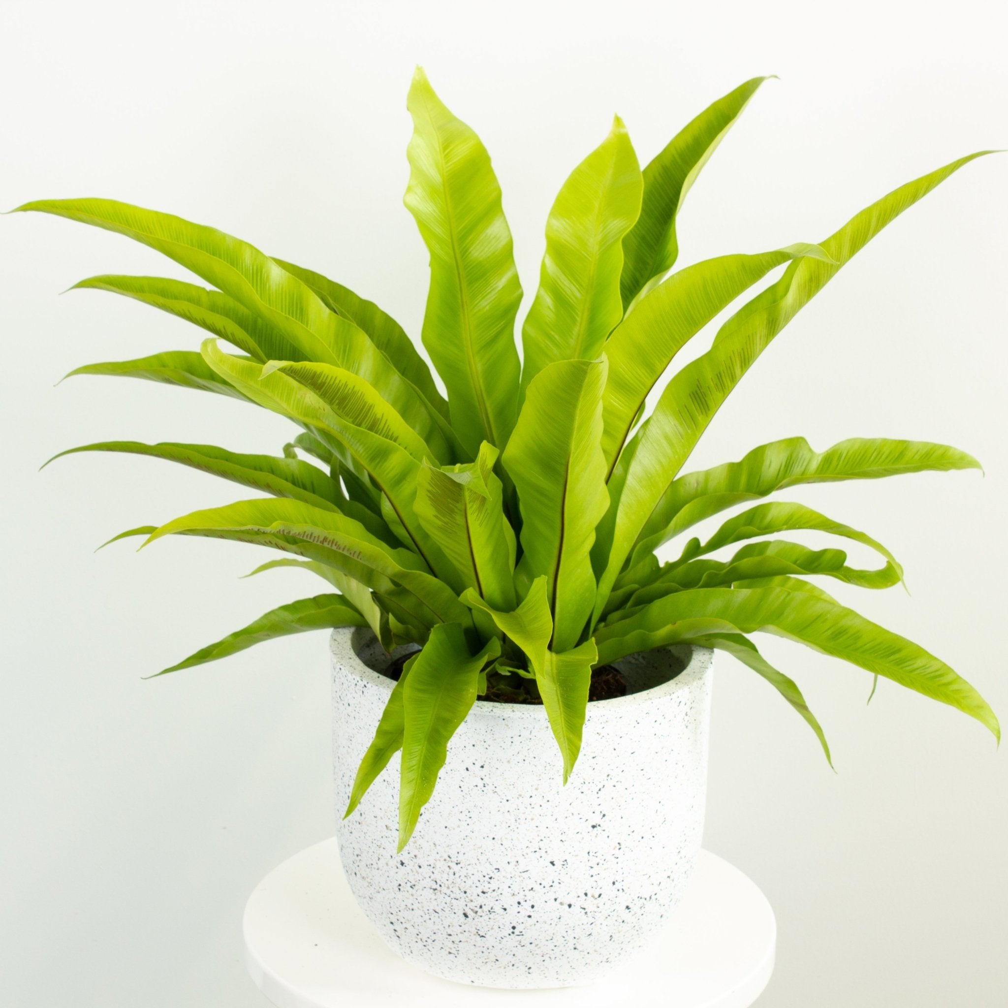 Ruffled Birds Nest Fern Growing Bird's Nest Fern As Houseplants? Don't