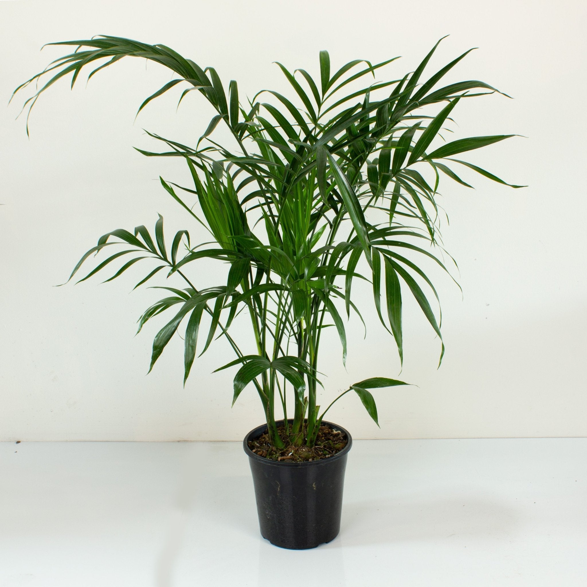 Buy Cascade Palm ’Chamedora Atrovirens' 20 cm pot | My Jungle Home
