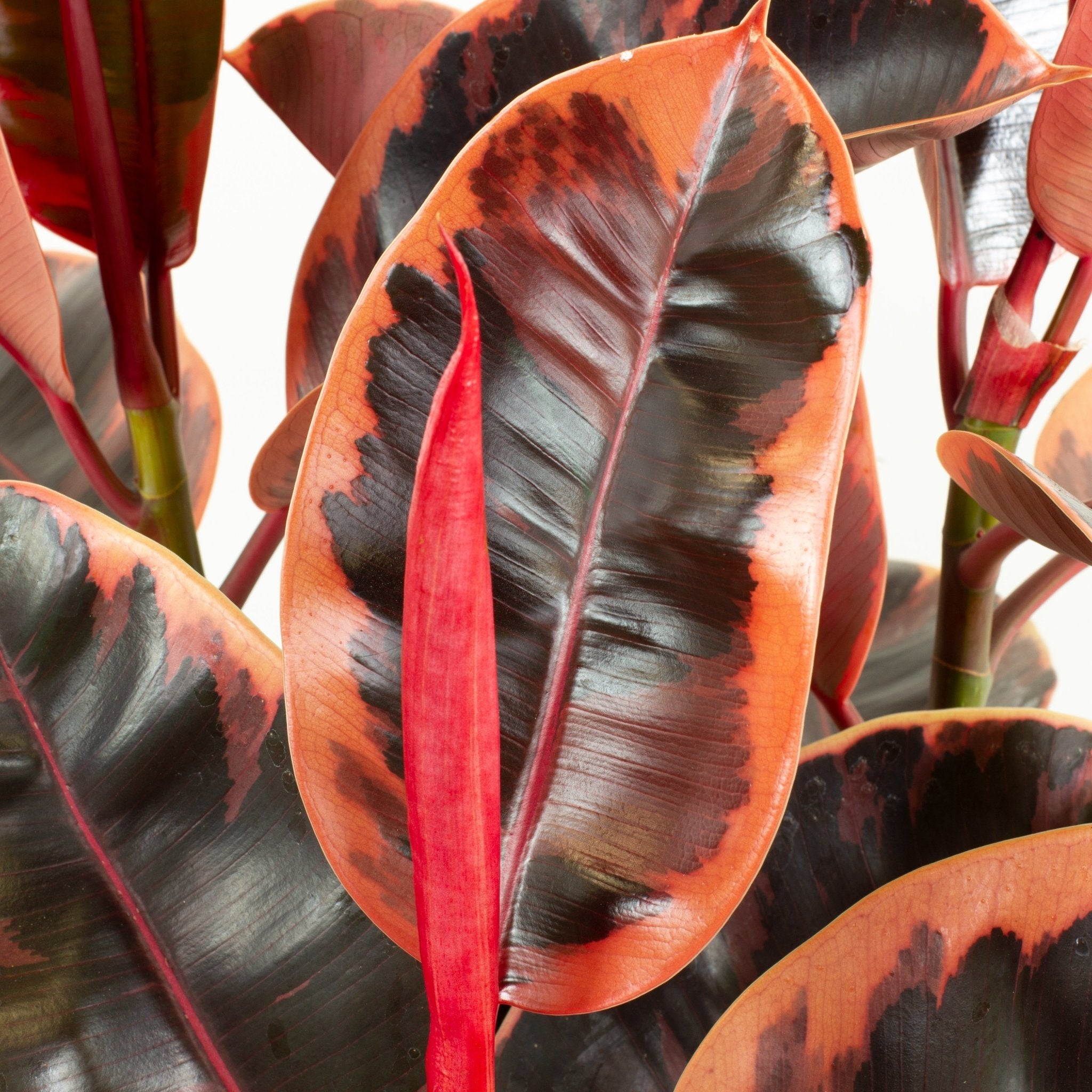 Buy Ficus Ruby Rubber Tree Indoor Plant 30cm Pot | My Jungle Home