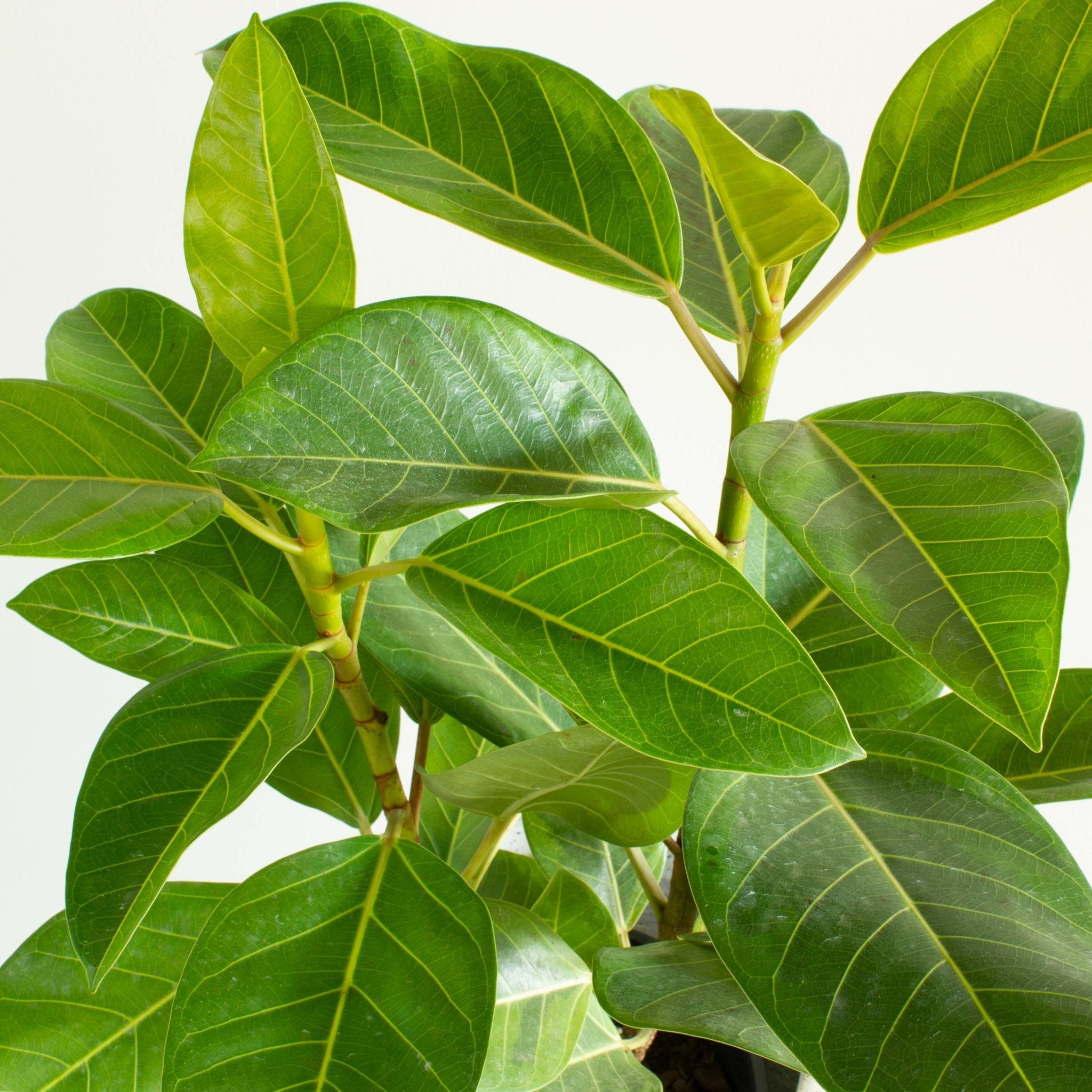 Buy Ficus Altissima ‘Yellow Gem’ Indoor Plant 20cm Pot| My Jungle Home