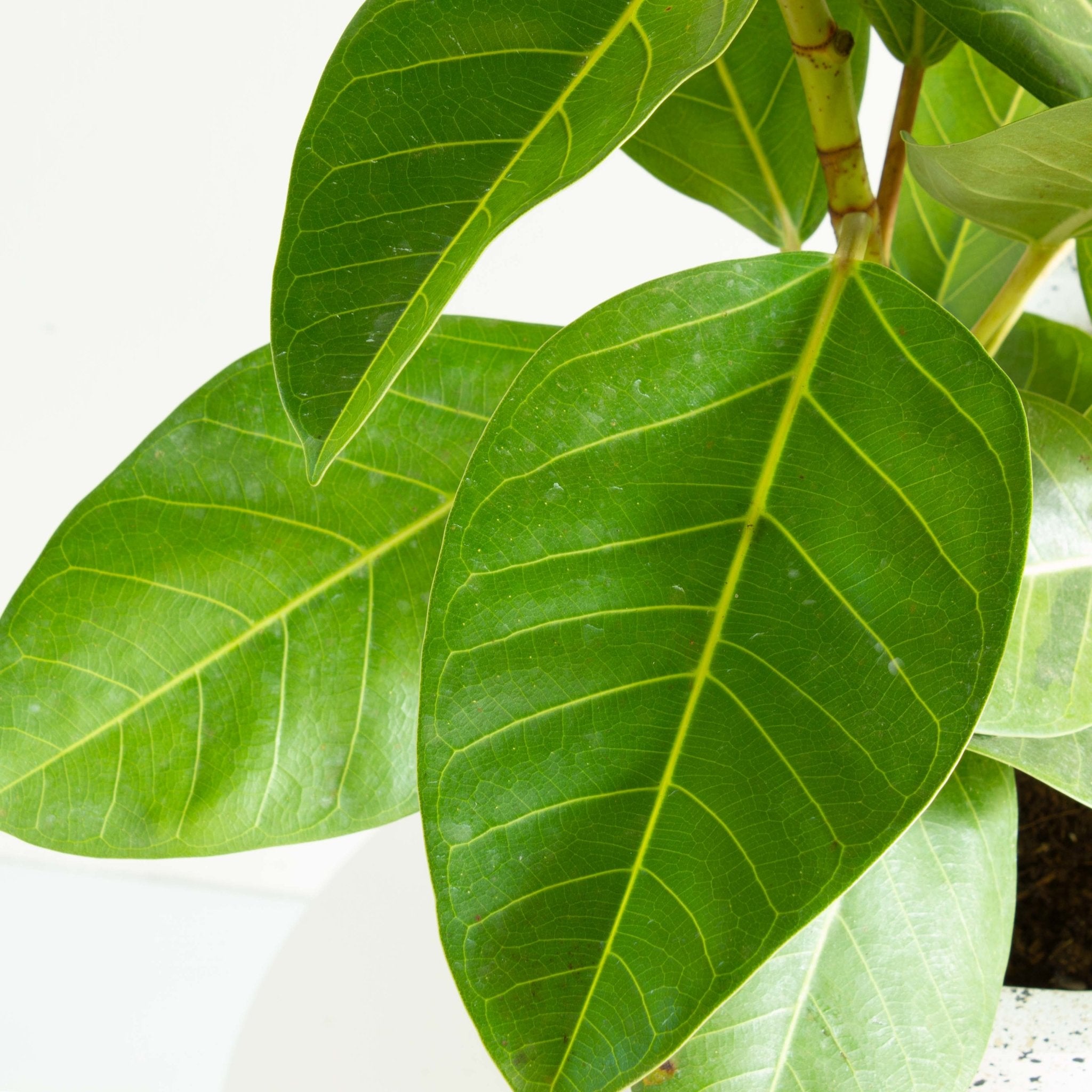 Buy Ficus Altissima ‘Yellow Gem’ Indoor Plant 20cm Pot| My Jungle Home