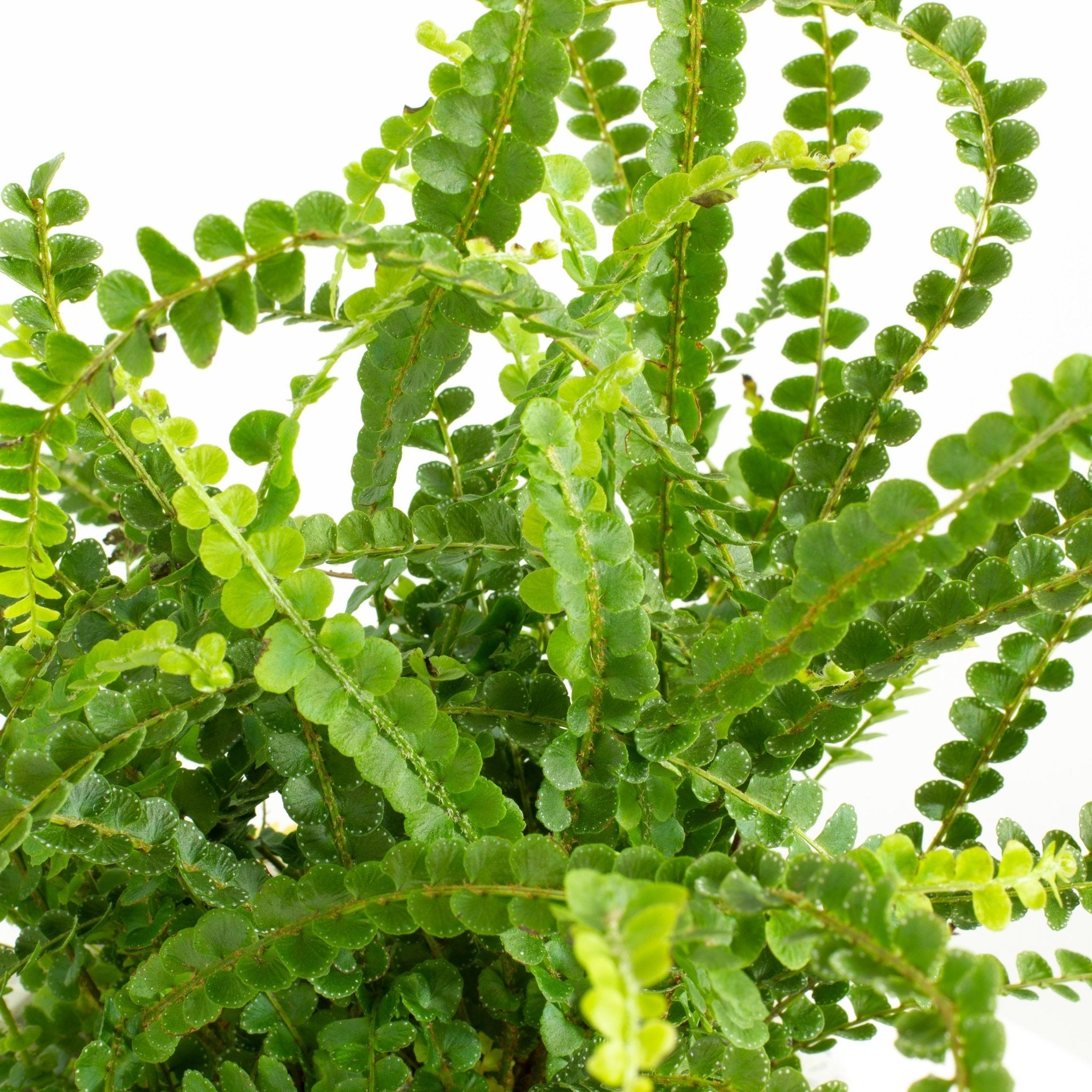Buy Nephrolepis Duffy Fern Indoor Plant 14cm Pot | My Jungle Home