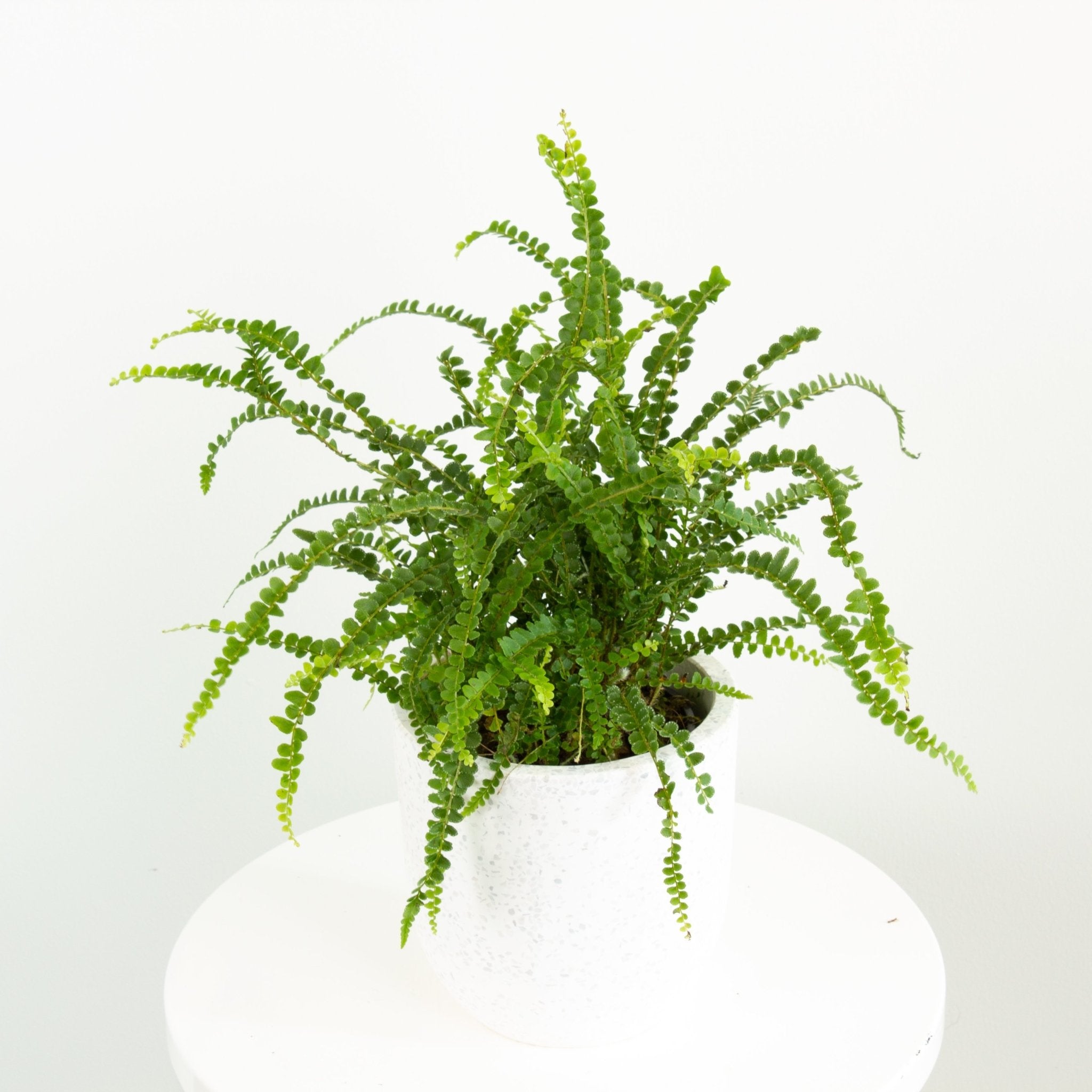 Buy Nephrolepis Duffy Fern Indoor Plant 14cm Pot | My Jungle Home