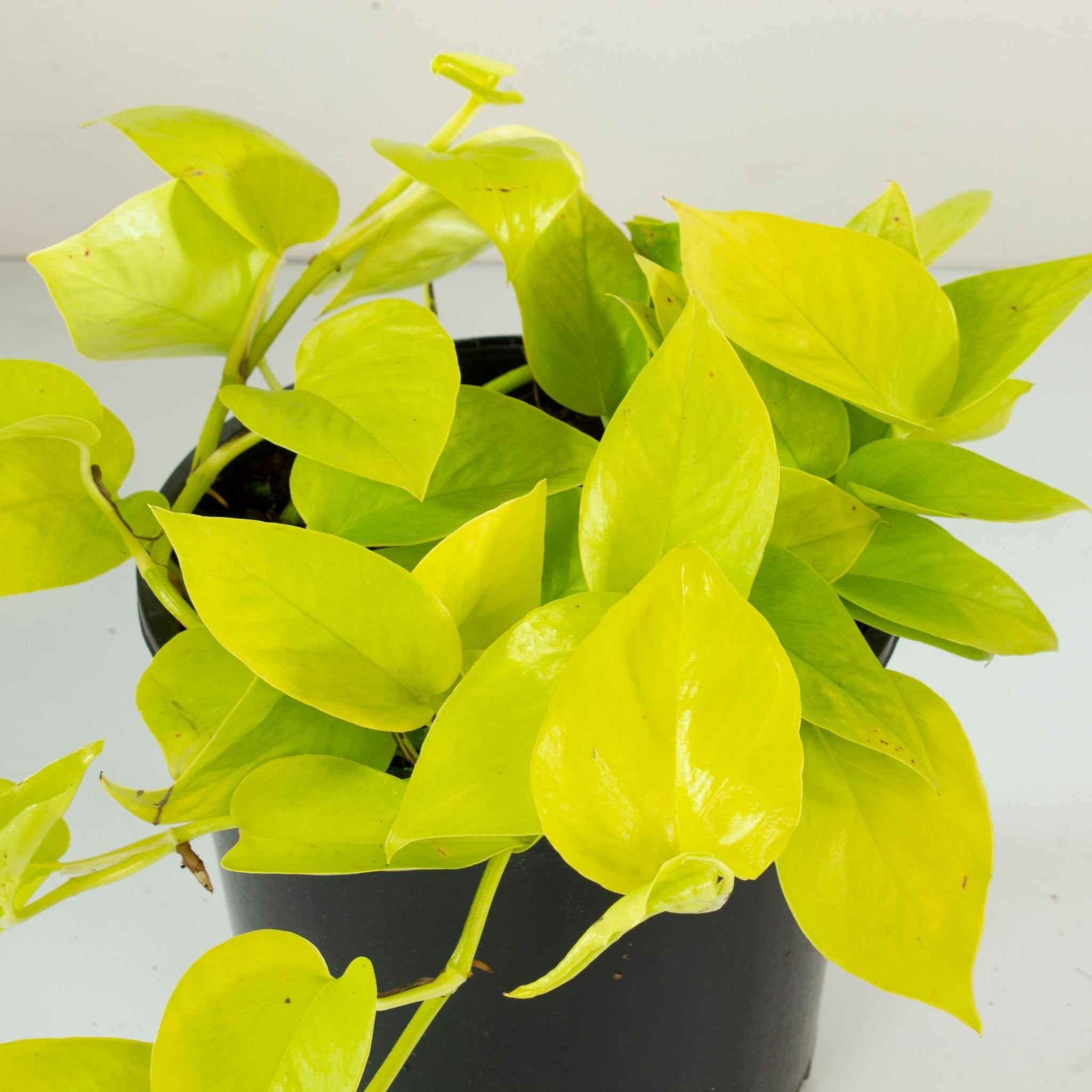 Buy Devils Ivy Pothos Neon ‘Epipremnum aureum’ 20cm pot | My Jungle Home