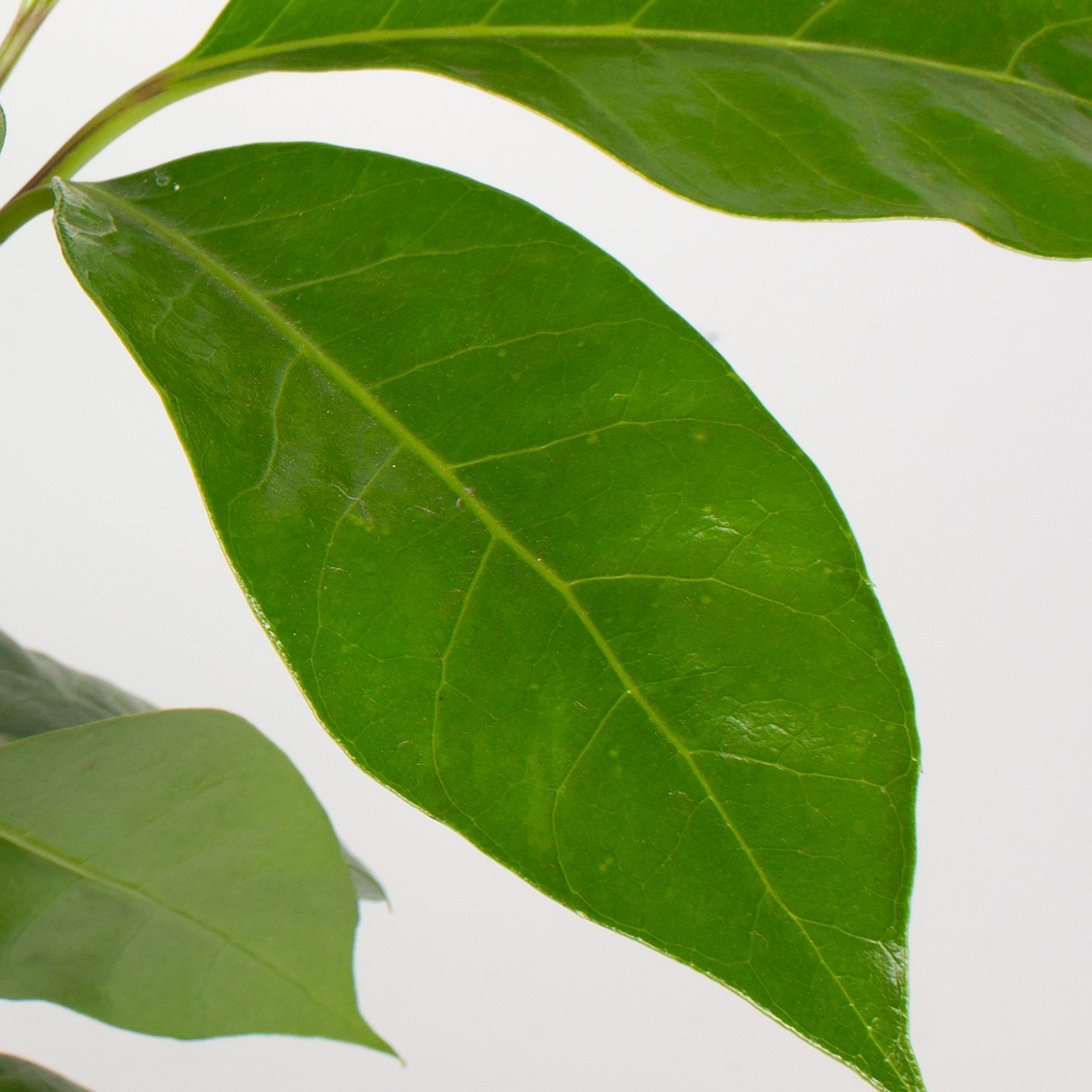 Buy Schefflera Alpine Junior 'Umbrella Plant' 20cm pot | My Jungle Home