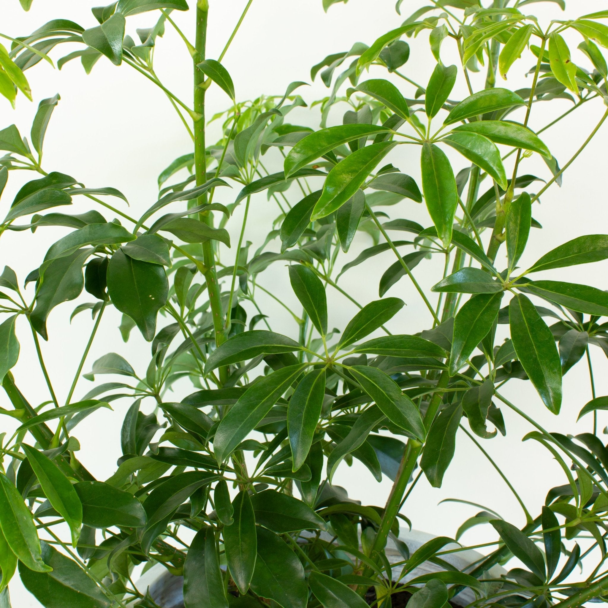 Buy Schefflera Arboricola Indoor Plant 30cm Pot | My Jungle Home