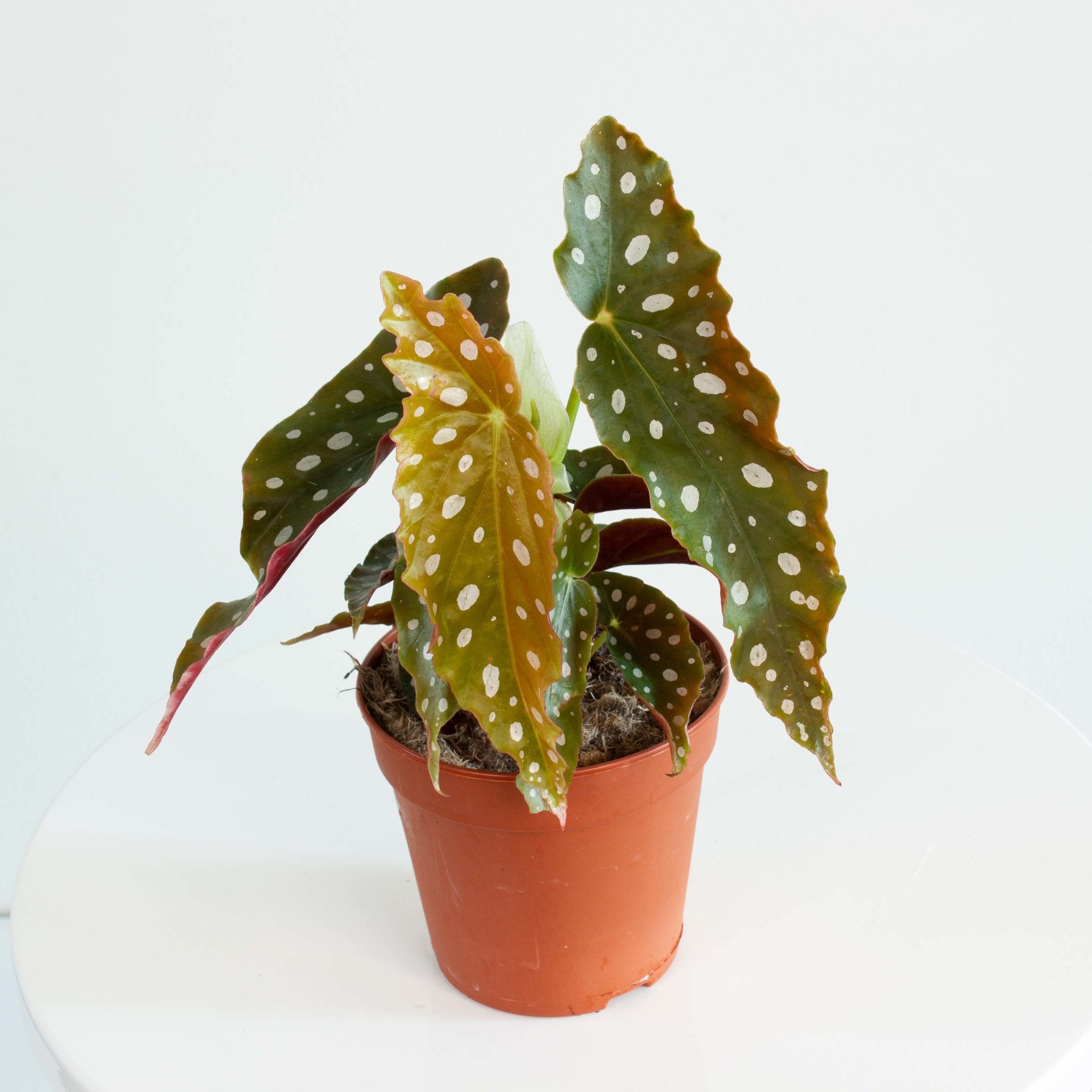 Buy Spotted Begonia ‘Maculata’ 12 cm pot | My Jungle Home