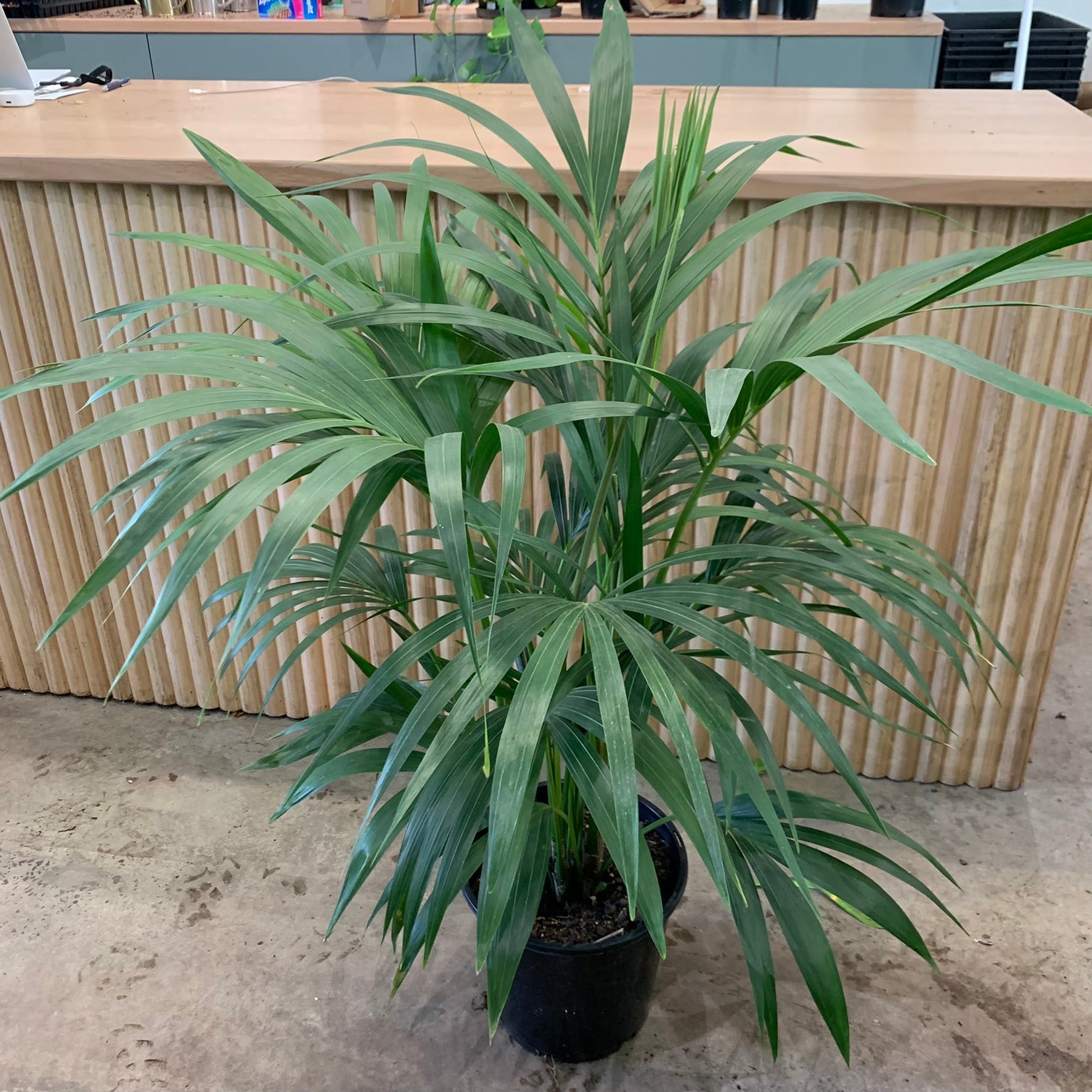 Buy Multi Planted Kentia Palm 'Howea Forsterian' 25cm pot | My Jungle Home