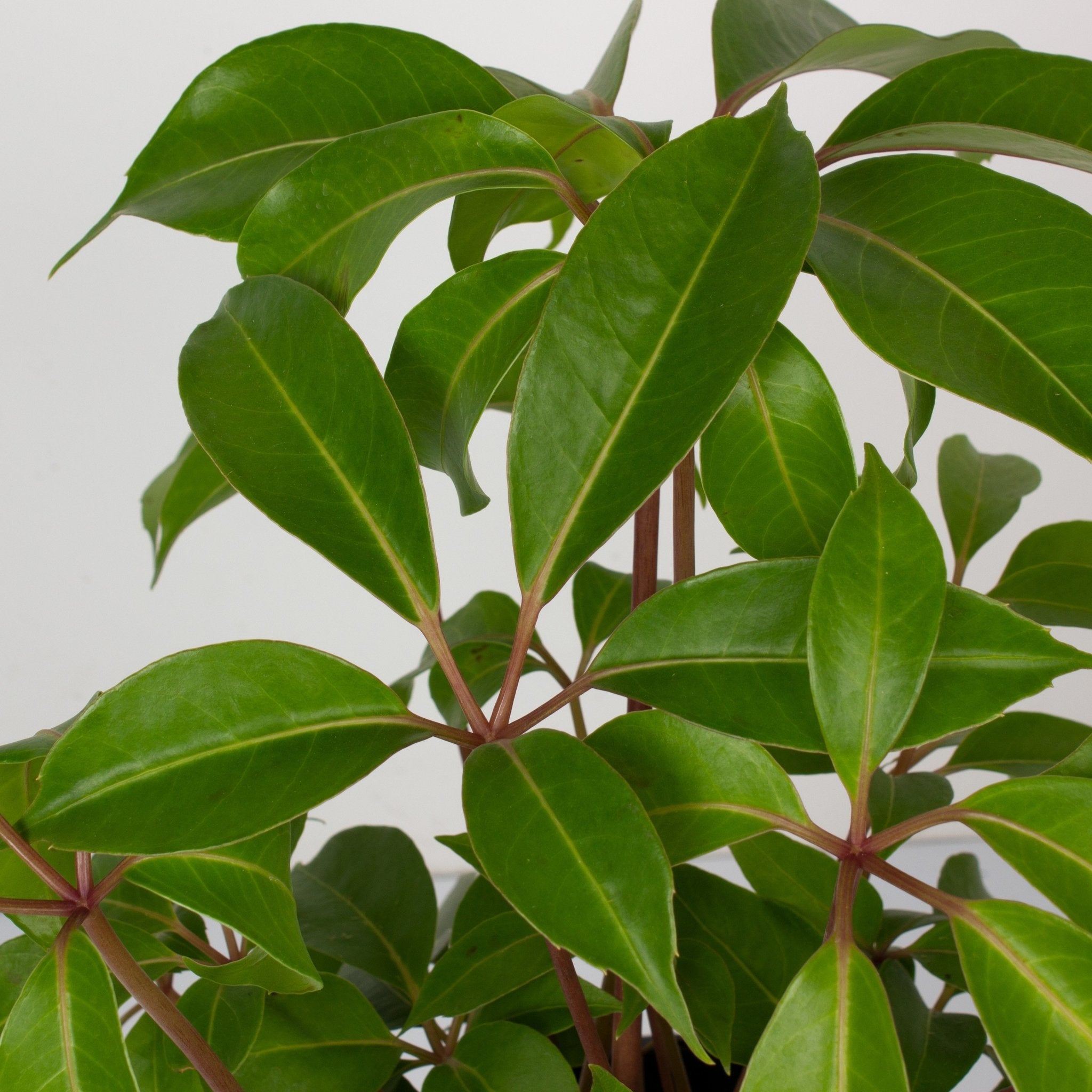 Buy Tupidanthus Calyptrus 'Umbrella' Indoor Plant 20cm Pot | My Jungle Home