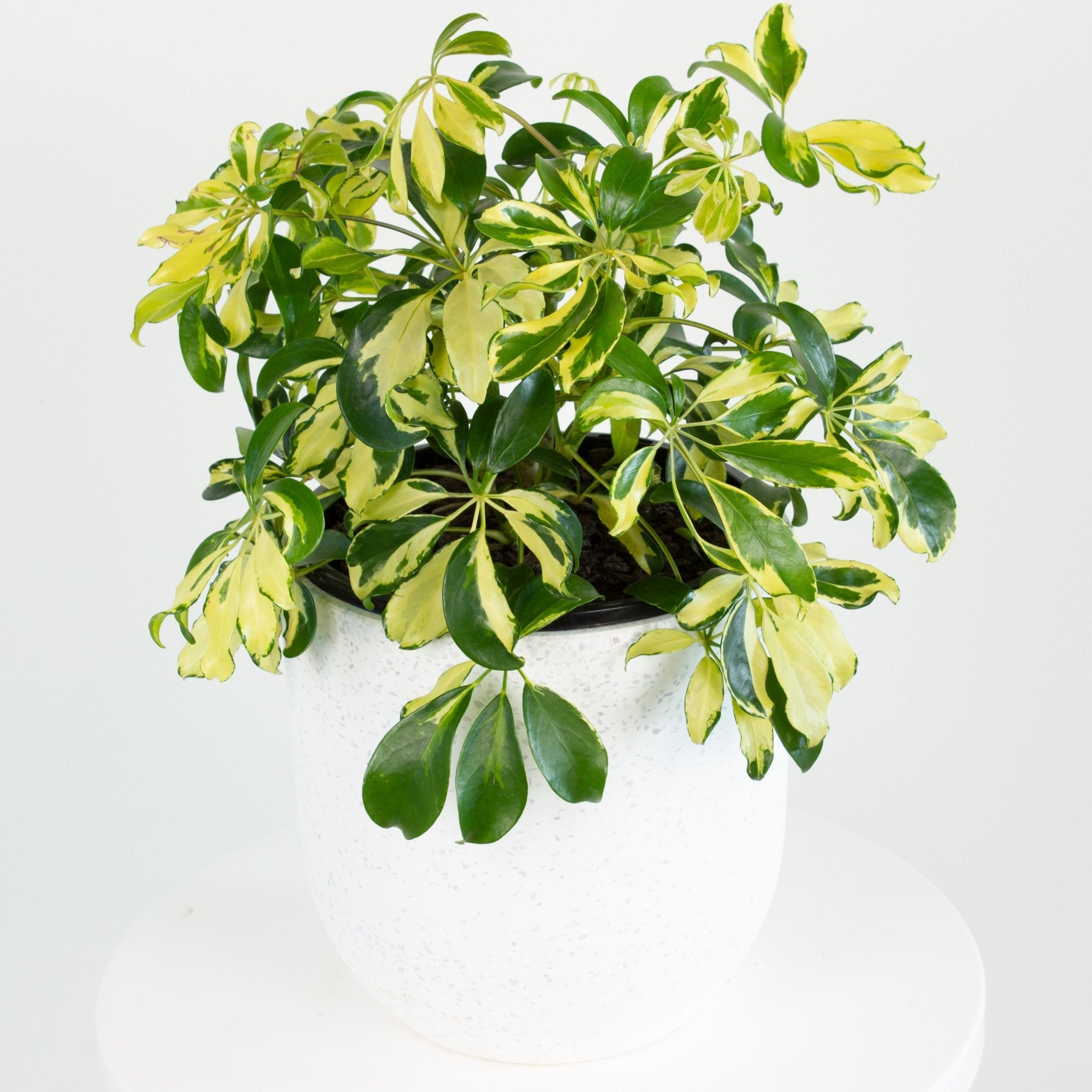 Buy Variegated Schefflera Arboricola Indoor Plant 20cm Pot | My Jungle Home